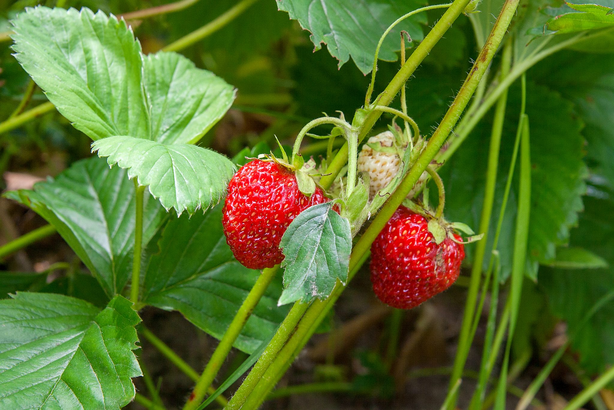 Guide: Få mest ud af dine jordbærplanter - Champost.dk